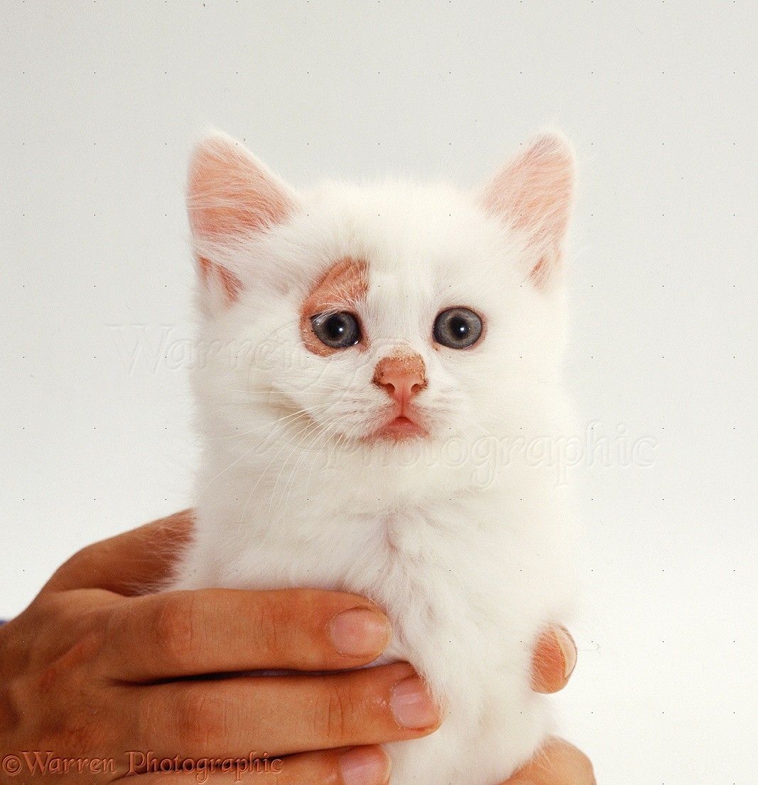 Calvas en gatos. Causas comunes y tratamiento - Michis